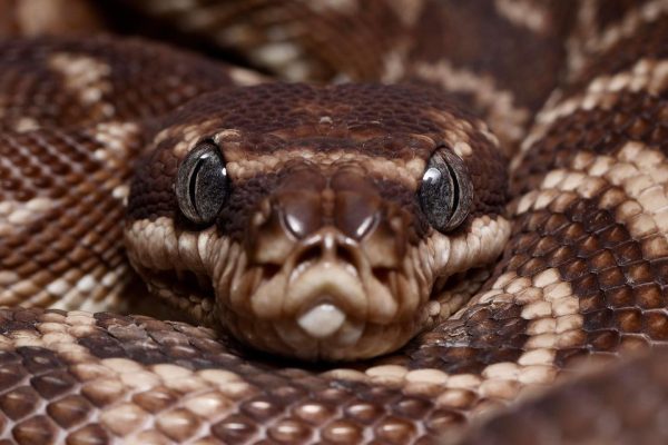 "The Rough-Scaled Python: A Beautiful Creature On Serpent Day ...