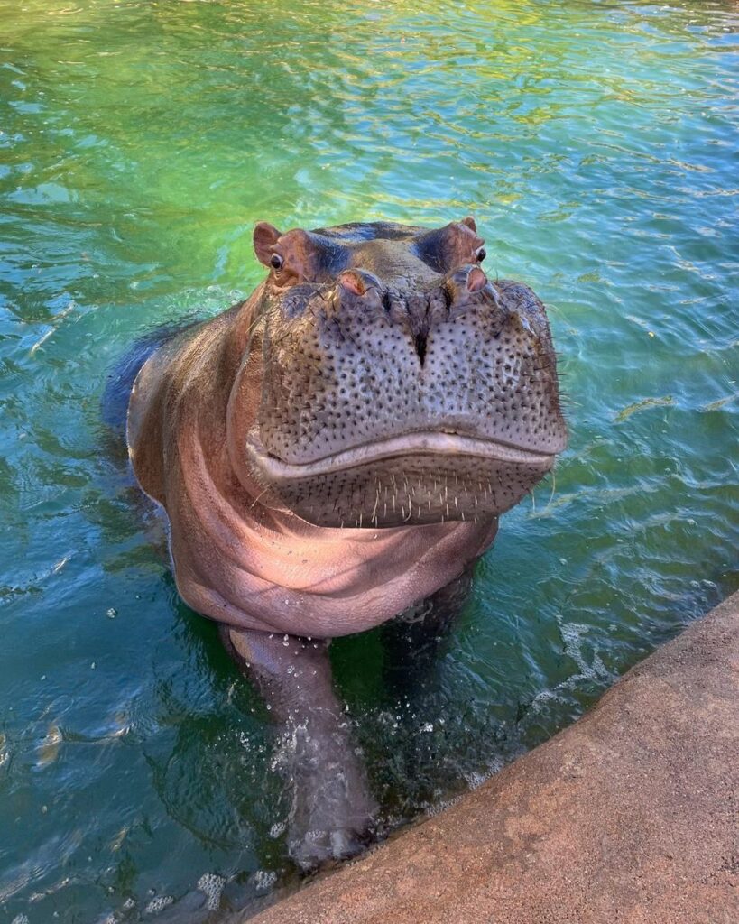 "Get Ready To Meet Our Adorable Animal Singles, Mahali The Hippo And ...