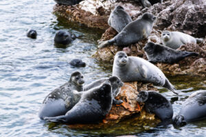 Are Seals "Earless"? - Zoo Animals Zoo Guide