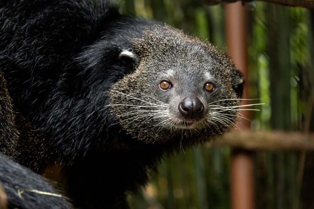 Definitive Guide To The Binturong: Unveiling The Mysteries Of Asia's ...