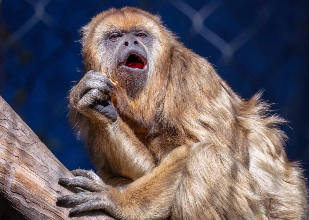 Black Howlers Vocalizing - Phoenix Zoo - Uncategorized Zoo Guide