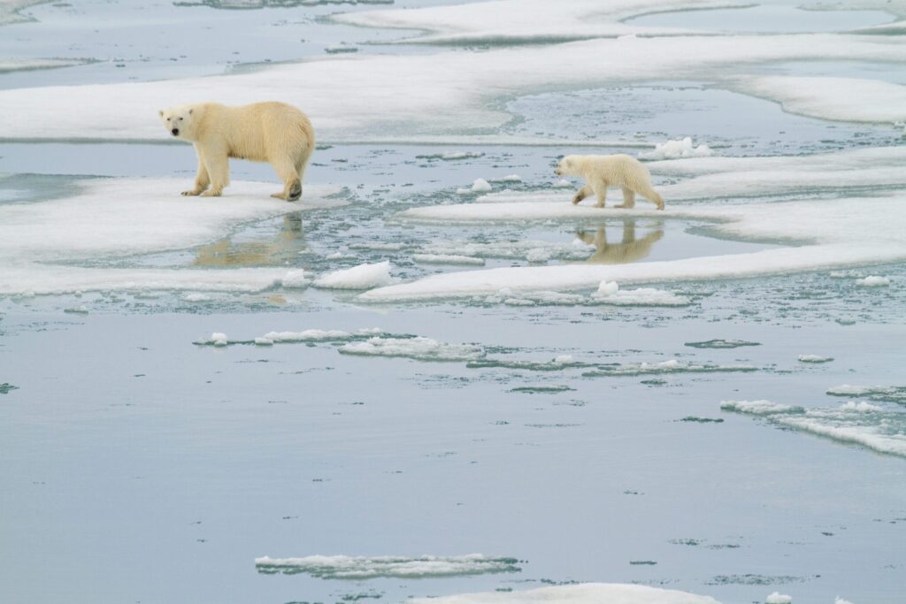Zoos Support Polar Bear Conservation Research in the Wild - Guest Blog ...