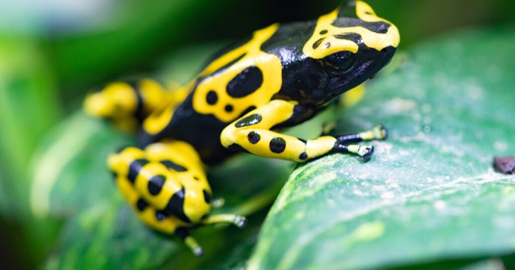 Poison Dart Frogs Are Cool, Colorful And Have A Warning For Potential ...