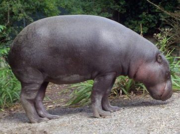Pygmy Hippopotamus - A Profile - Zoo Animals Zoo Guide