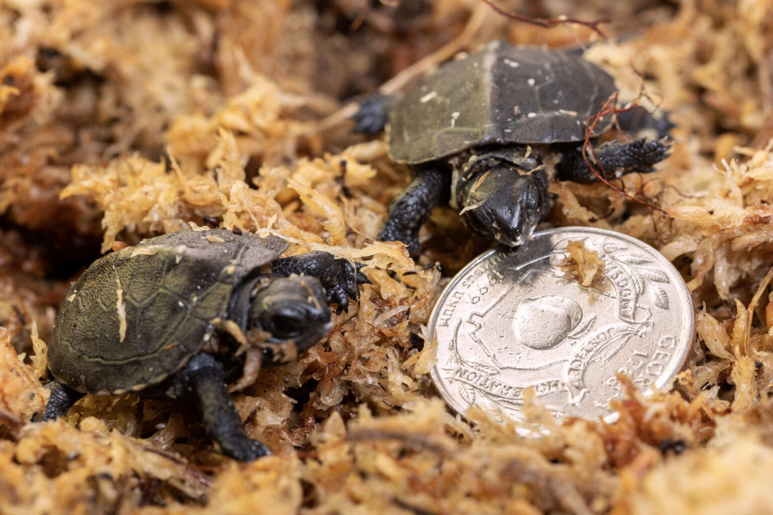 CRITICALLY ENDANGERED BOG TURTLES HATCH - Zoo Guide