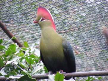 Turacos: A Comprehensive Profile - Zoo Animals Zoo Guide