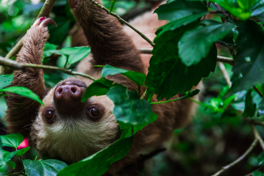 Zoo Project Update | Reid Park Zoo - Uncategorized Zoo Guide