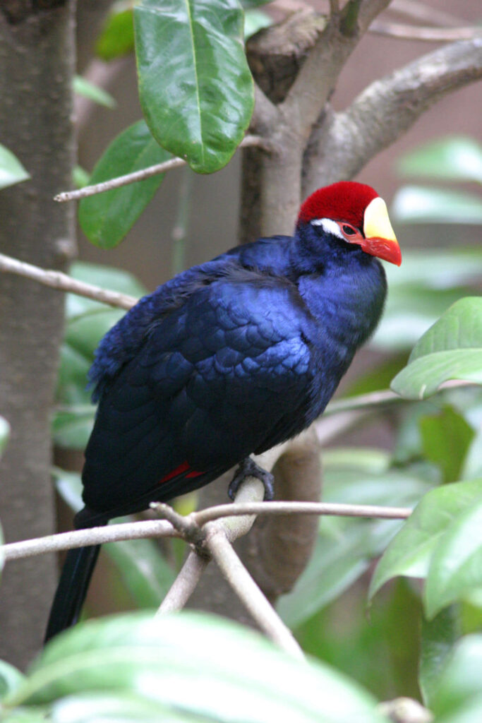 Talking About Turacos - Zoo Atlanta - Uncategorized Zoo Guide