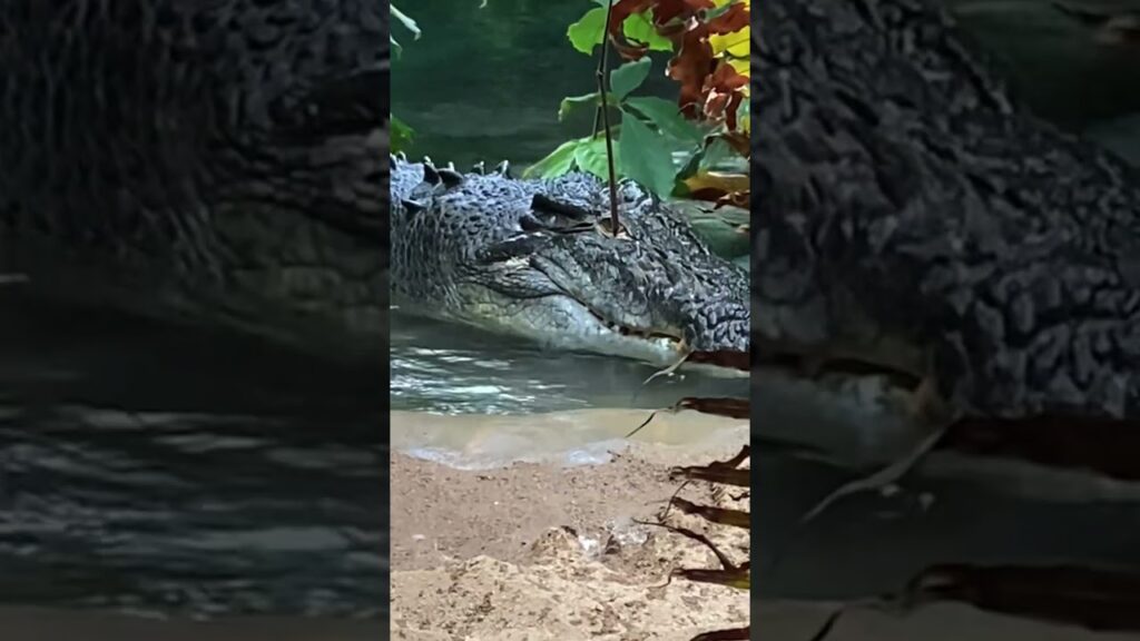 Baru Saltwater Croc - Zoos - USA - Ohio - Toledo Zoo Zoo Guide