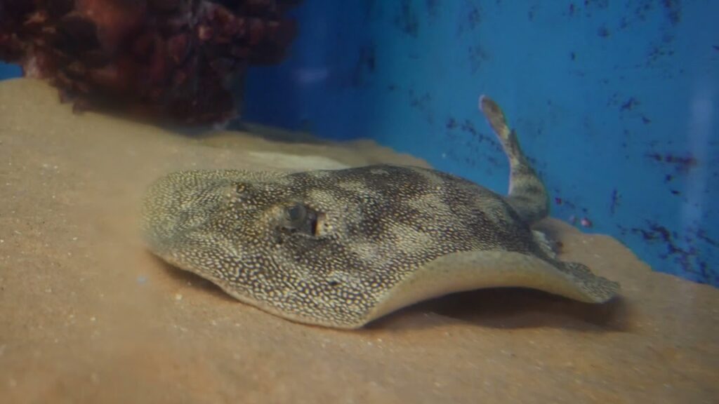 Yellow Ray: Otter Knowledge - Zoos - USA - New Mexico - Albuquerque ...