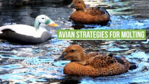 Birds' Molting Strategies - Zoo Guide