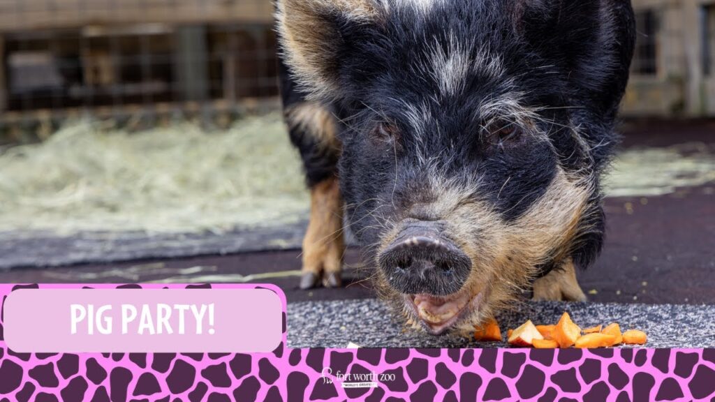 Join The Pigfest! - Zoos - USA - Texas - Fort Worth Zoo Zoo Guide