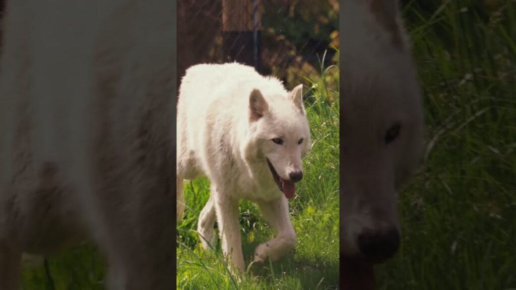 Toledo Zoo's Wolf Training Session - Zoos - USA - Ohio - Toledo Zoo Zoo ...
