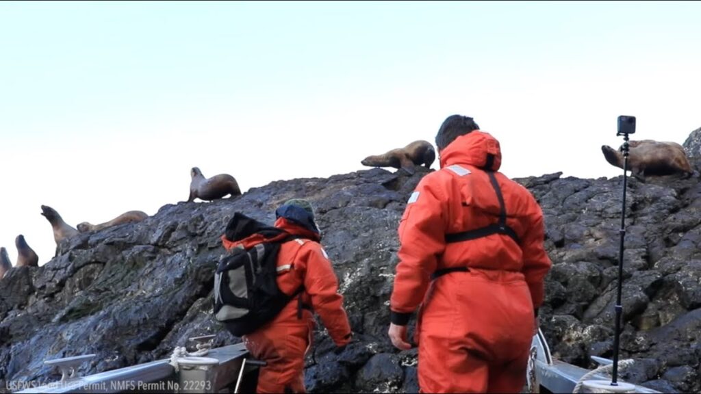 Chiswell Island Sea Lion Research Fieldwork - Zoos - USA - Alaska ...