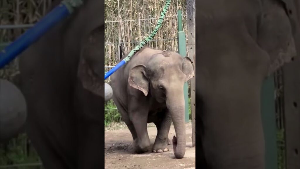 Cincinnati Zoo's Elephant Enrichment - Zoos - USA - Ohio - Cincinnati ...