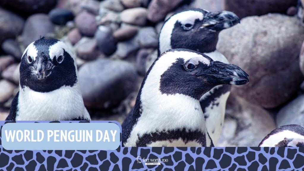 Meet The Penguins! - Zoos - USA - Texas - Fort Worth Zoo Zoo Guide