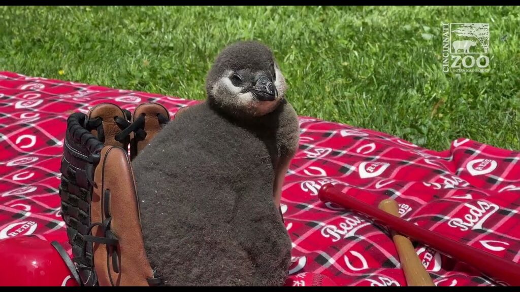 African Penguin Chick Named For Reds' Larkin - Cincinnati Zoo - Zoos ...