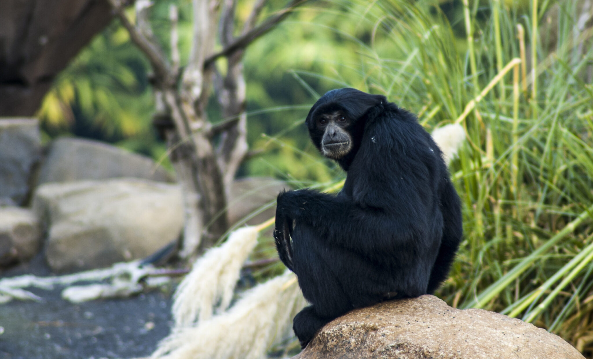 Project Update | Reid Park Zoo - Zoo Guide Project Update | Reid Park Zoo - Zoo Guide