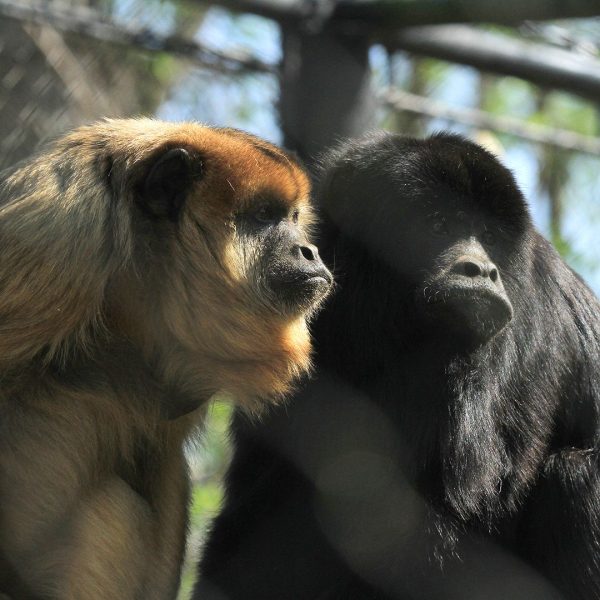 Optimal Steps For Ensuring The Wellbeing Of Howler Monkeys And Other ...