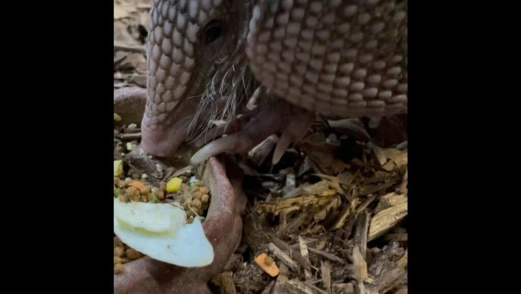 Armadillo Feeding Time! - Zoos - USA - Texas- Abilene Zoo Zoo Guide