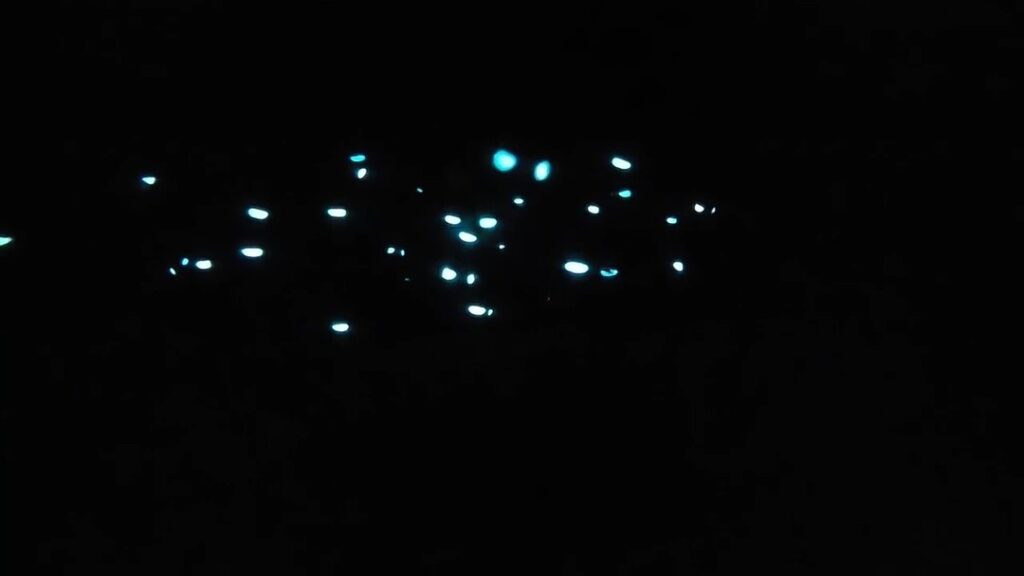 Unique Pacifc Deep Ocean Species: Flashlight Fish - Zoos - USA - Texas ...