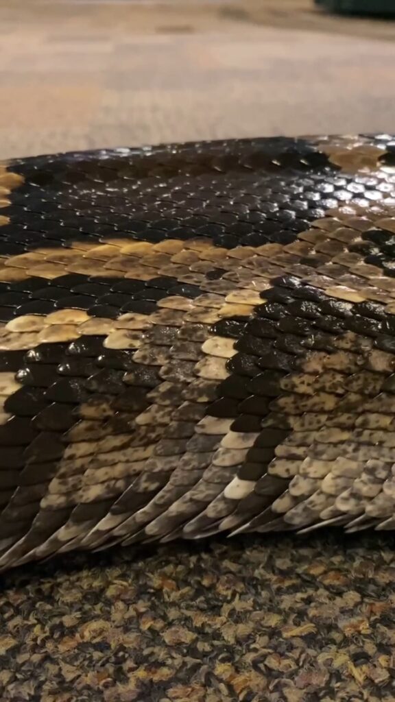 Pythons Primarily Use Rectilinear Locomotion For Movement, With The ...