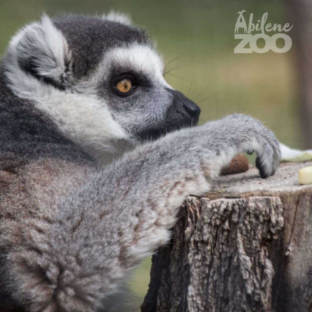 Iconic Ring-Tailed Lemur Named Jabari At 17 Years Old. - Zoos - USA ...