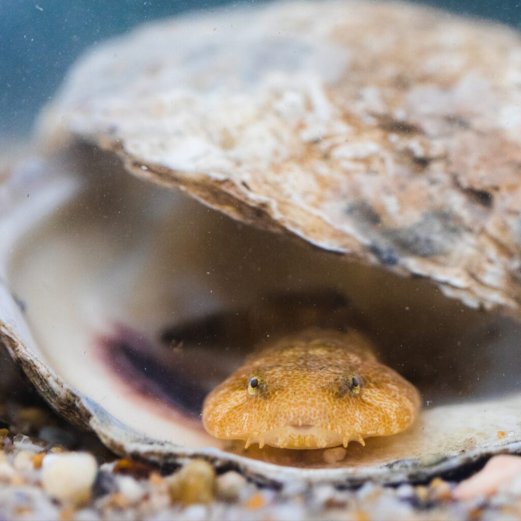 The Skilletfish: A Fish With A Body Shaped Like A Frying Pan, Modified ...