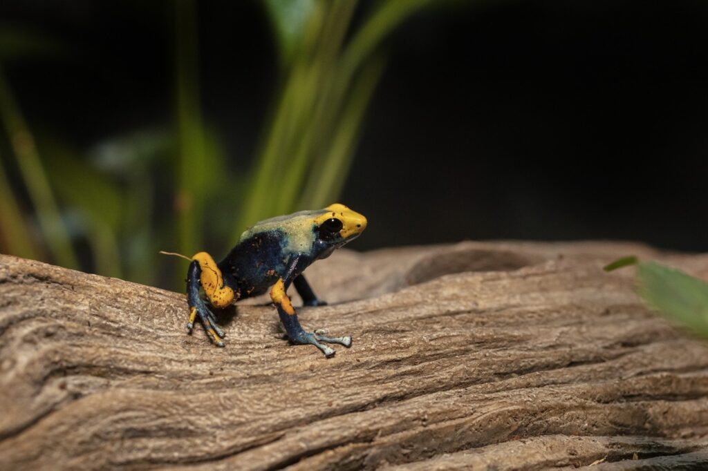 Let's Celebrate With A Ribbit-Ribbit, But Remember: Frogs Are ...