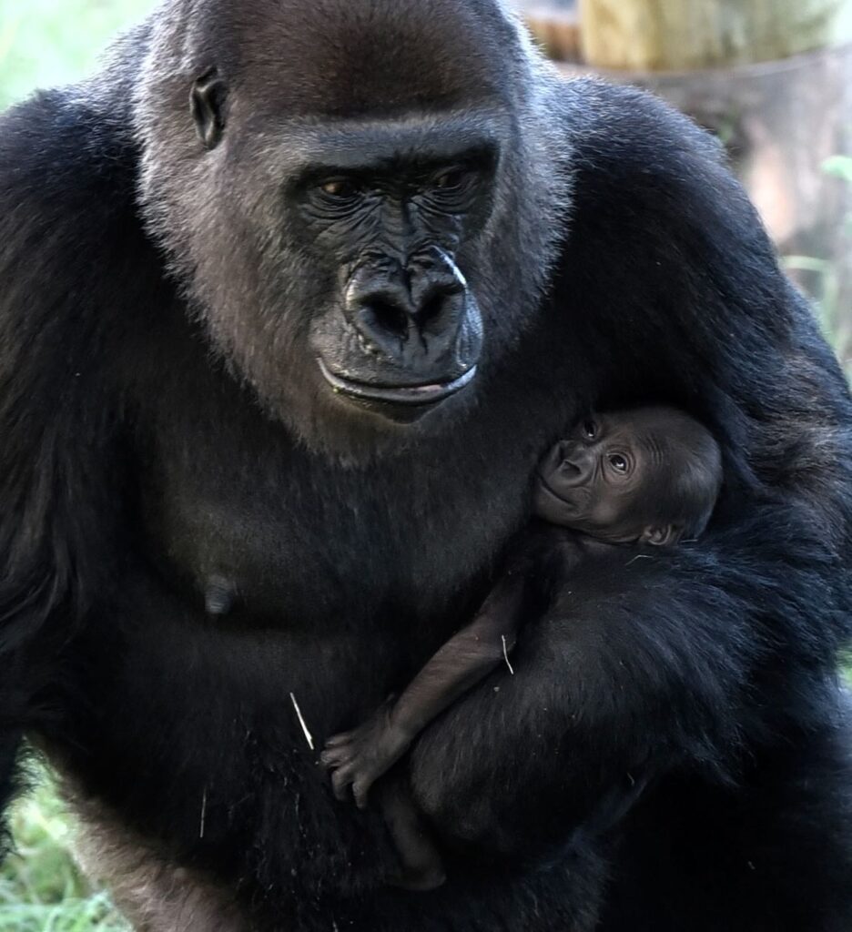 With March Coming To An End, It's Almost The Beginning Of Great Ape-ril ...