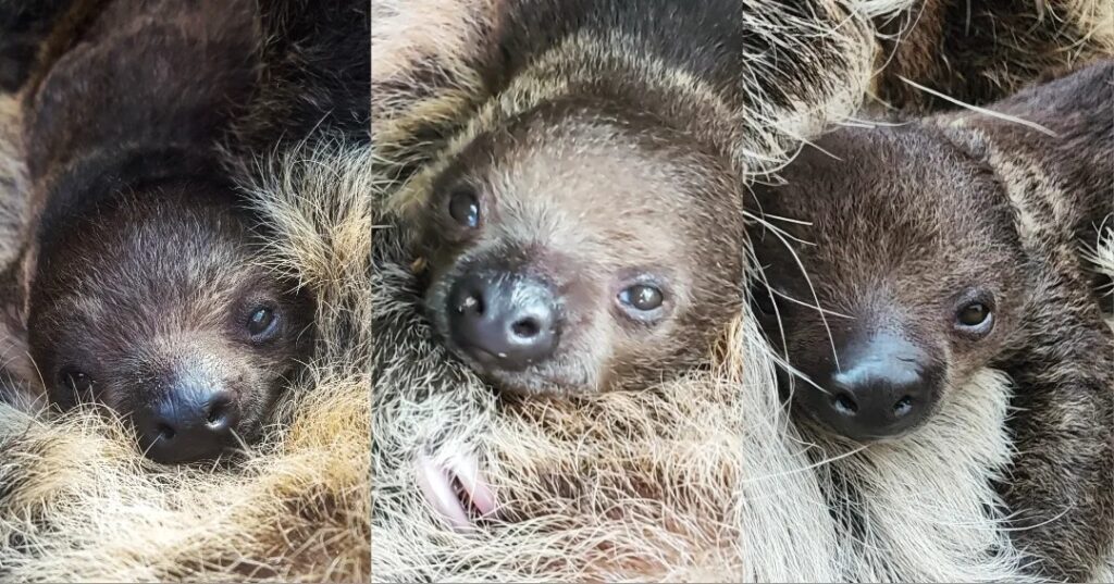 Triple The Cuteness: Charlotte's First Baby Sloth Gives Birth To Two ...