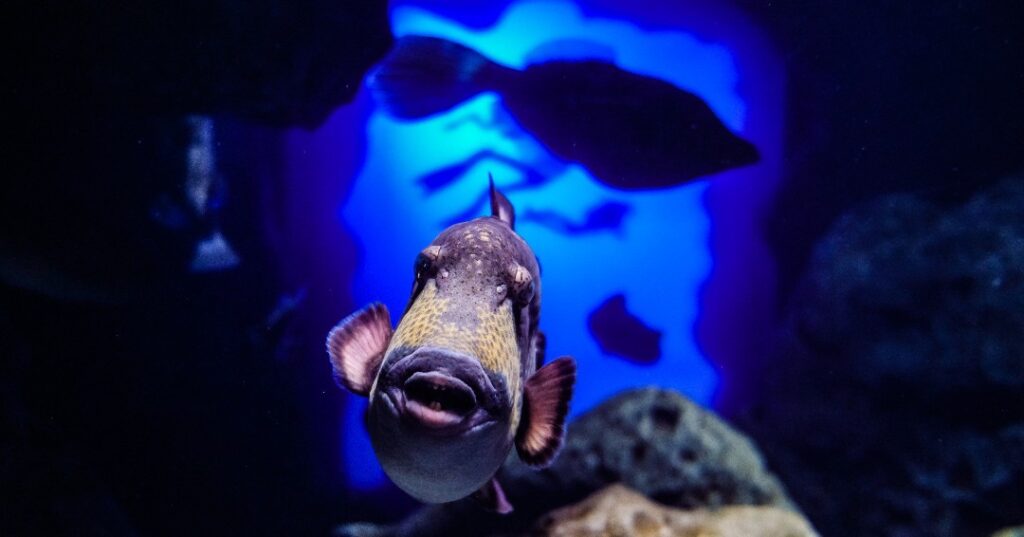 Our Obsession With This Fish Is Real - Zoos - USA - Georgia - Georgia ...