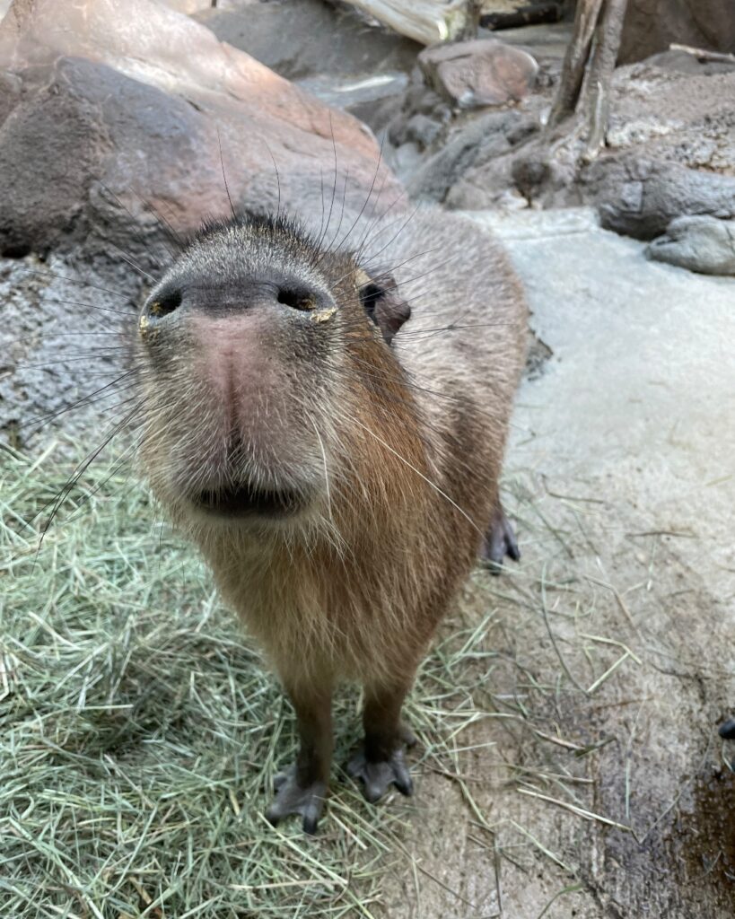 Rebecca The Capybara Is The Solution To This Month's Tooth Guessing ...