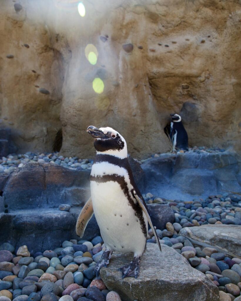 Back On The Beach: Our Penguin Emerges After Months Behind The Scenes ...