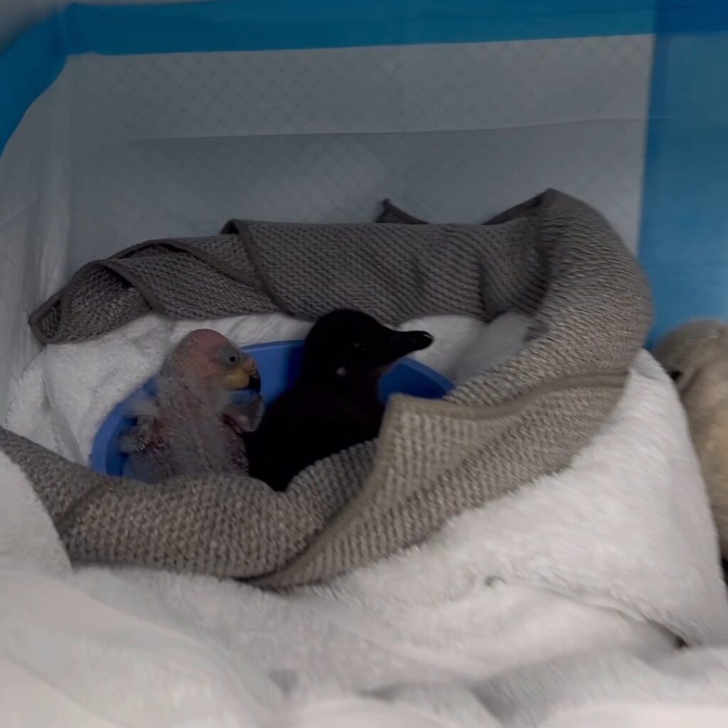 The Brooder Hosts A Kea Chick And An African Penguin Chick - Zoos - USA ...