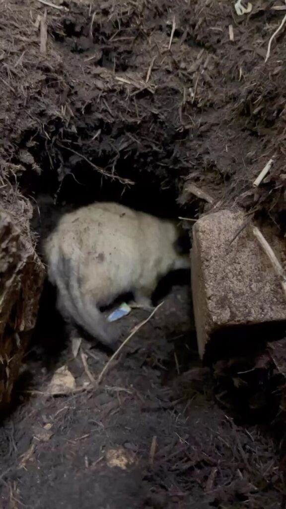 Bat-Eared Fox Kits Dig Tunnels Within Weeks Of Birth - Zoos - USA - New ...