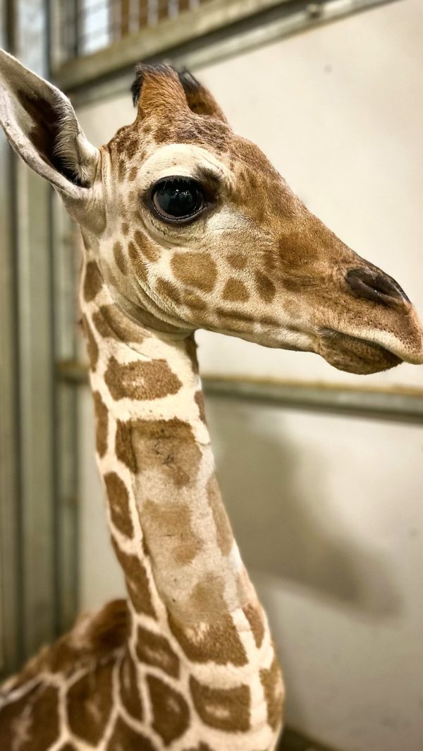 One Month Filled with Hope. - Zoo Guide
