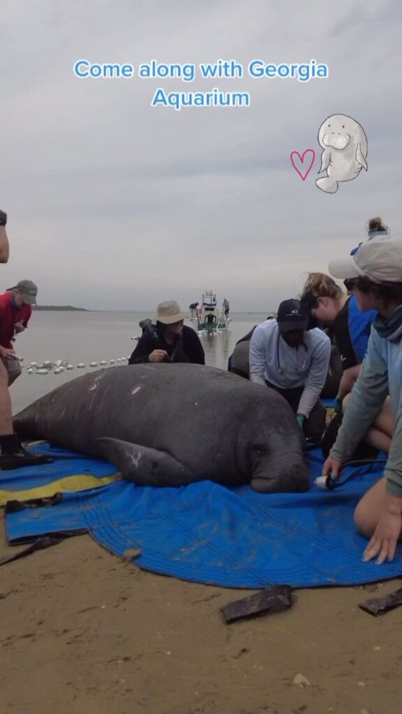 Celebrate By Helping Our Planet's Animals: Come Along! - Zoos - USA ...