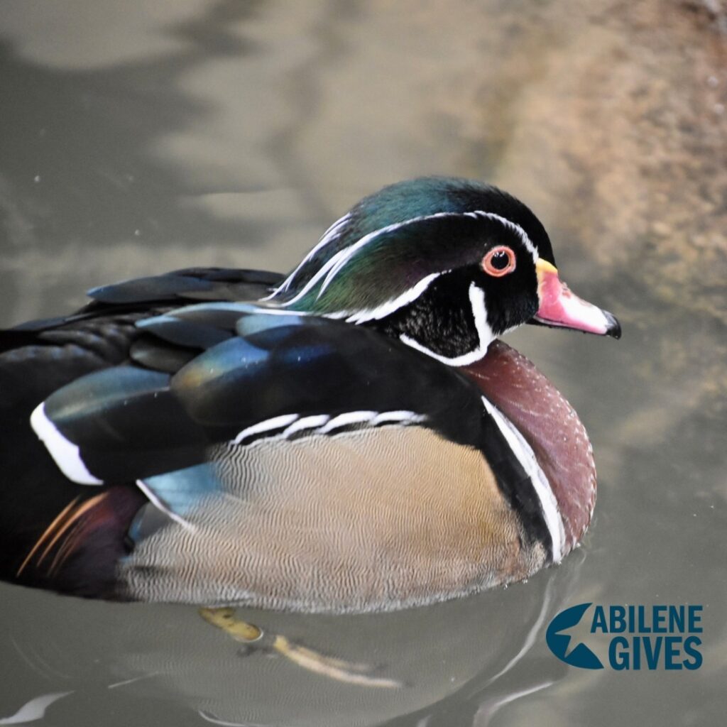 What Is The Difference Between A Duck And A Goose? - Zoos - USA - Texas ...