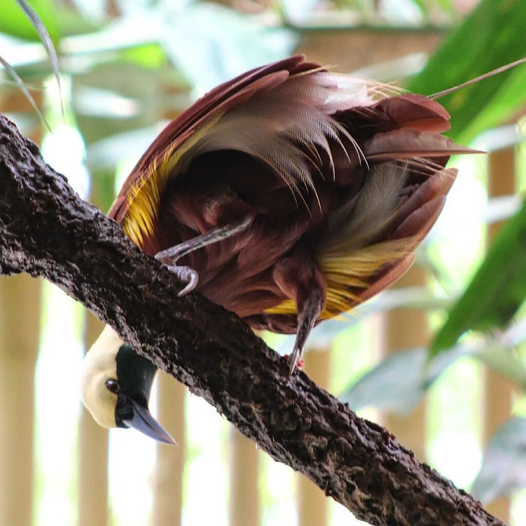 Beautiful Lesser Bird-of-Paradise: A Native Avian Species Of New Guinea ...