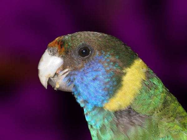 Indian Ringneck Parakeet: A Profile - Zoo Animals Zoo Guide