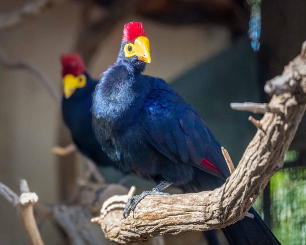 Meet Otto The Lady Ross’s Turaco - Zoos - USA - Arizona - Phoenix Zoo ...