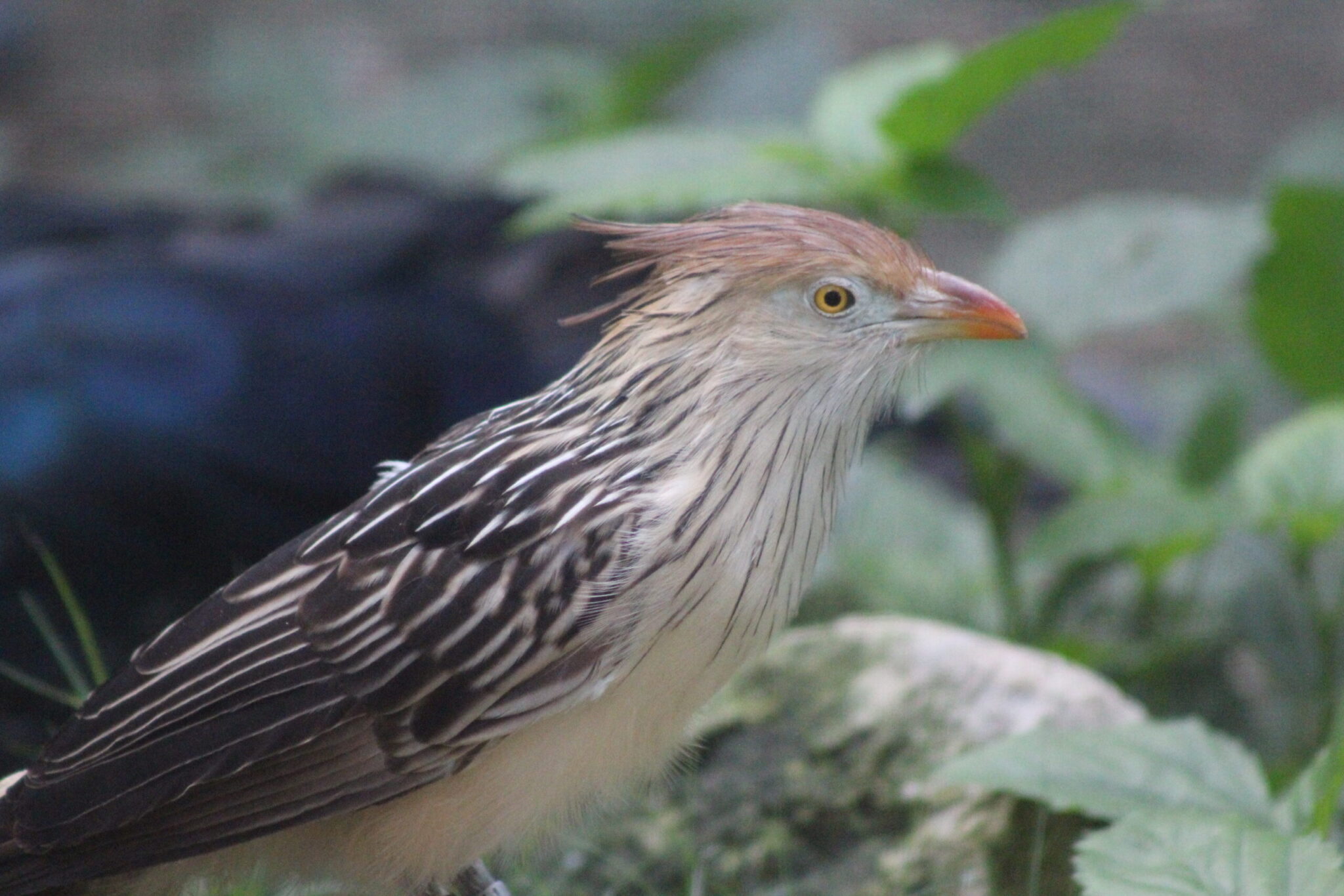 Celebrating International Cuckoo Day - The Houston Zoo - Zoos - USA ...
