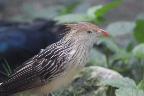Celebrating International Cuckoo Day - The Houston Zoo - Zoos - USA ...