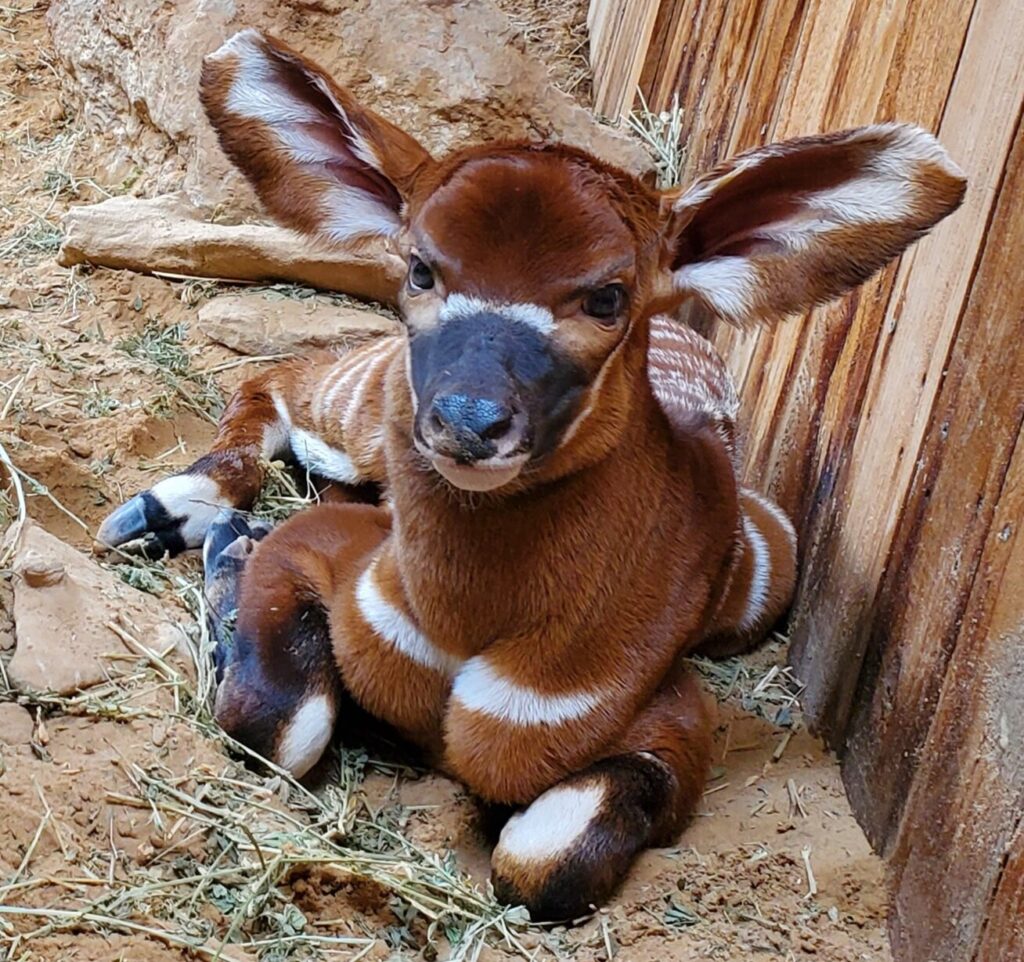 Springtime Baby Boom - The Houston Zoo - Zoos - USA - Texas - Houston ...