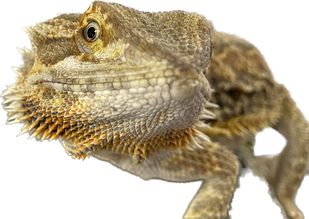 Bearded Dragon Zoos USA New York Seneca Park Zoo Rochester Zoo