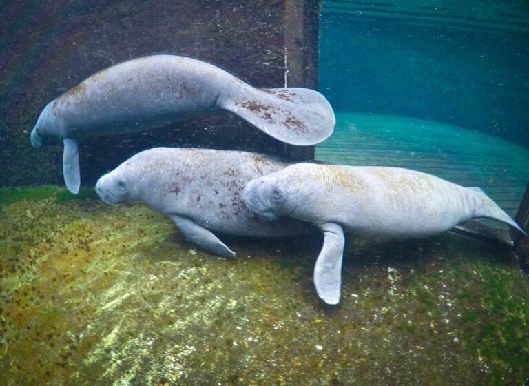 Three Orphaned Manatees Rehabilitated By ZooTampa Transported To ...