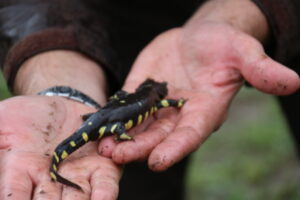 Tiger Salamander: A Comprehensive Profile - Zoo Animals Zoo Guide