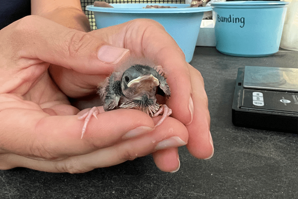 Our First Grasshopper Sparrow Chicks Of The Season Have Arrived - Zoos ...