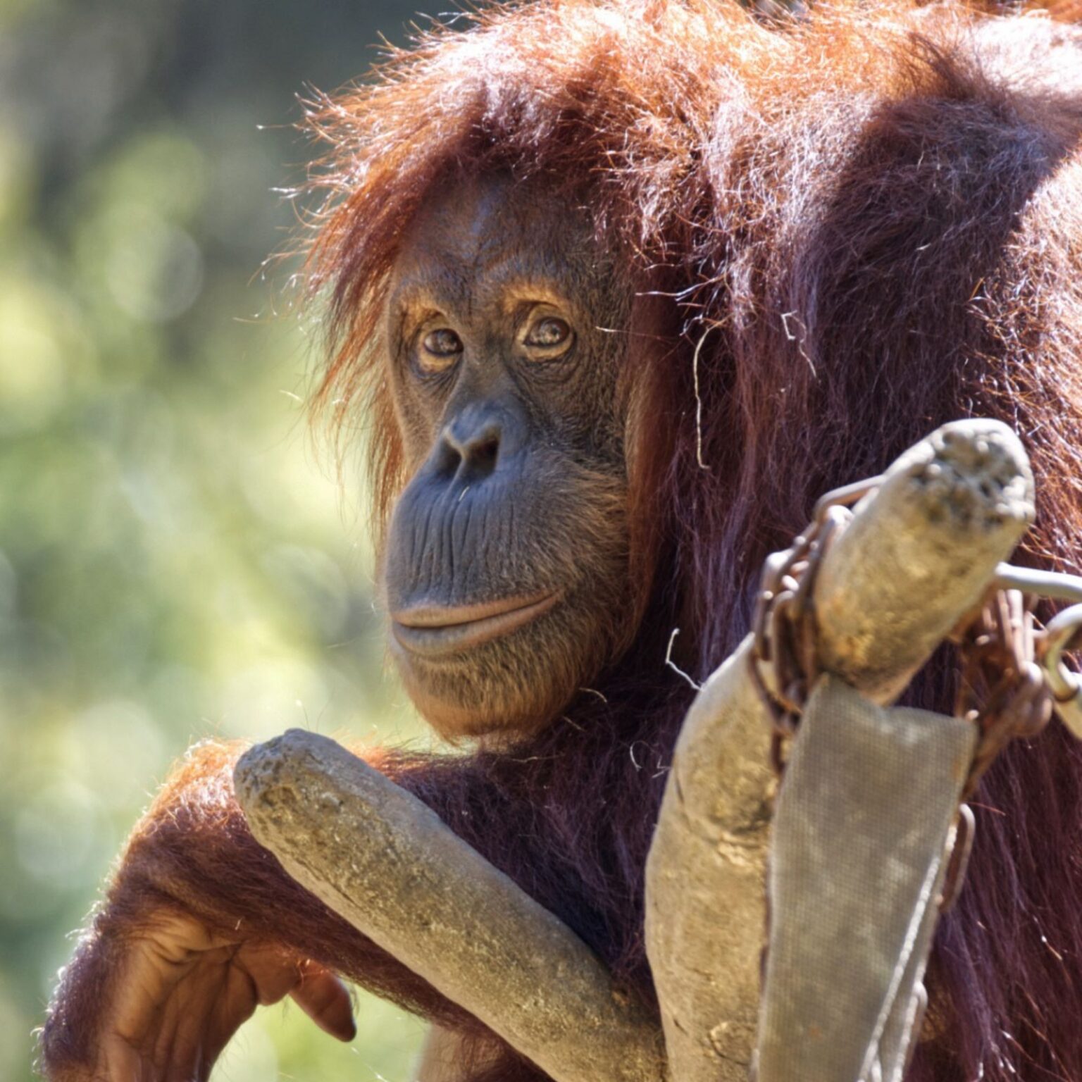 Orangutan Conservation - Sacramento Zoo - Zoos - USA - California ...